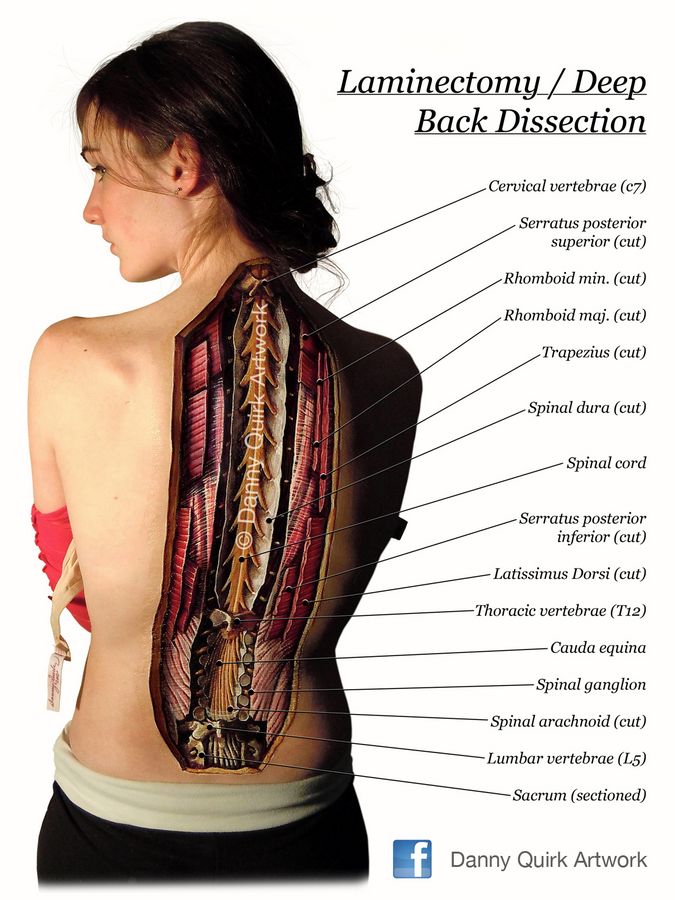 Surface Anatomy